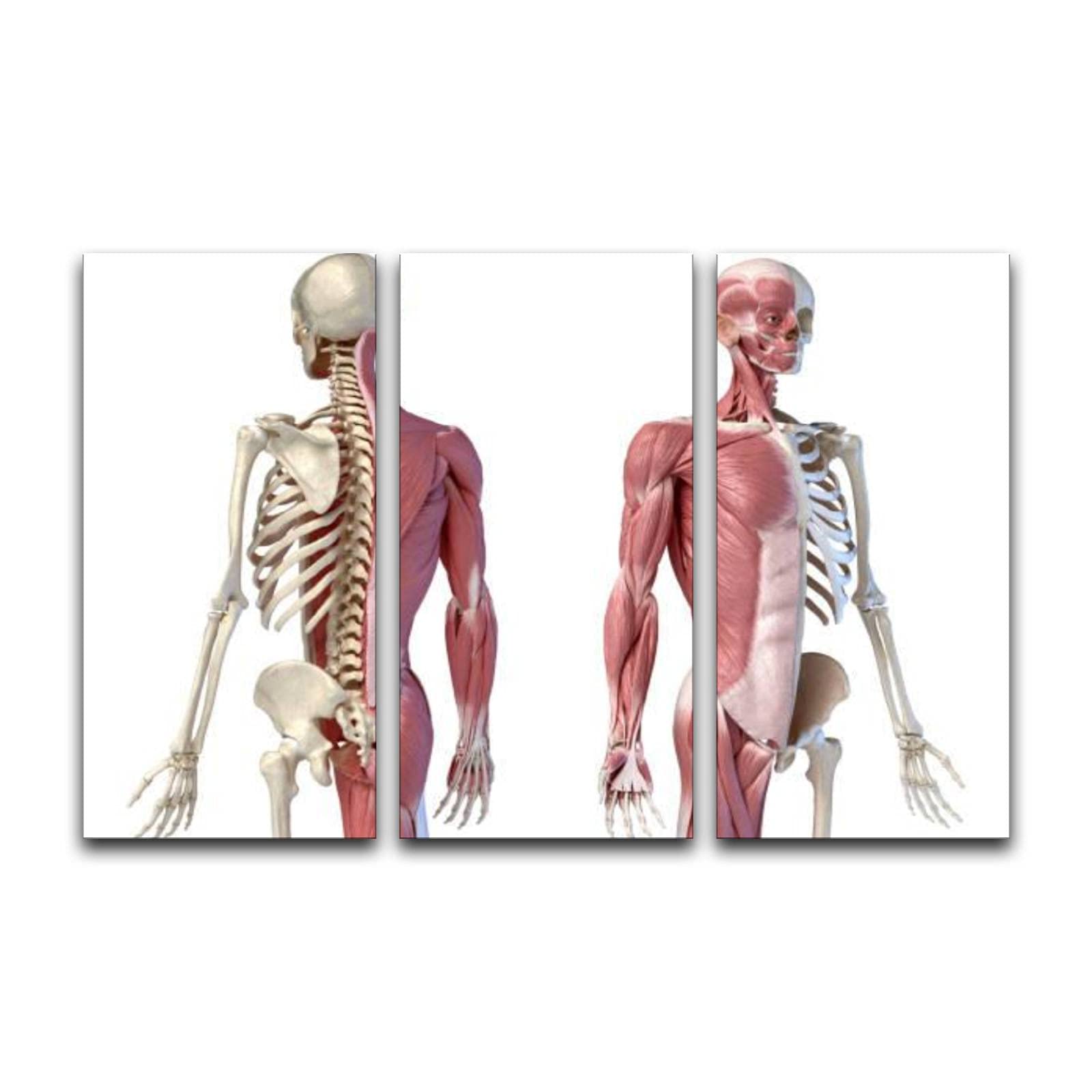 Human Skeletal System Back