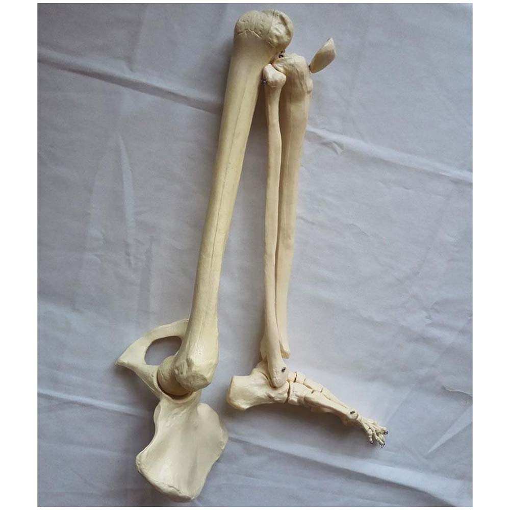 Human Leg Bone Anatomy Human Leg Bones #10 By Science Photo Library
