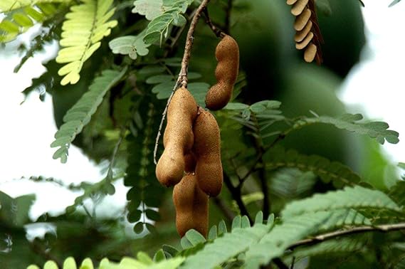 Creative Farmer Live Plant Tamarind Imali Plant,Tamarind (Tamarindus ...