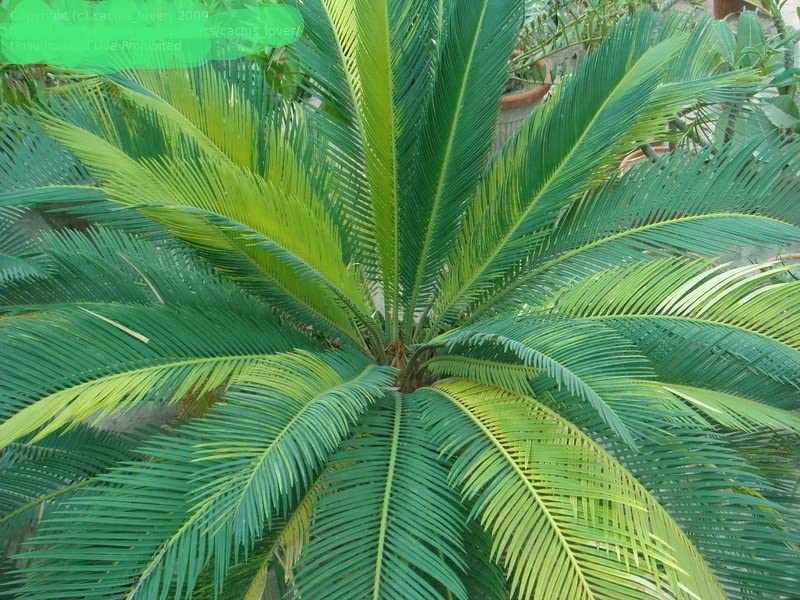 Buy Gurveationi® - Japanese Sago Palm Cycas Revoluta Ornamental King ...