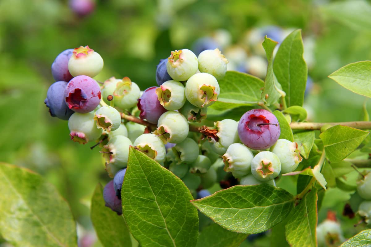 Highbush Blueberry Flower