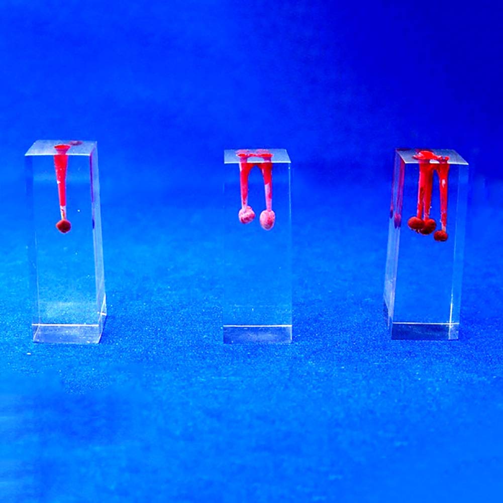 Buy WHYIT Teeth Anatomical Models Teaching of Dental Endodontics ...