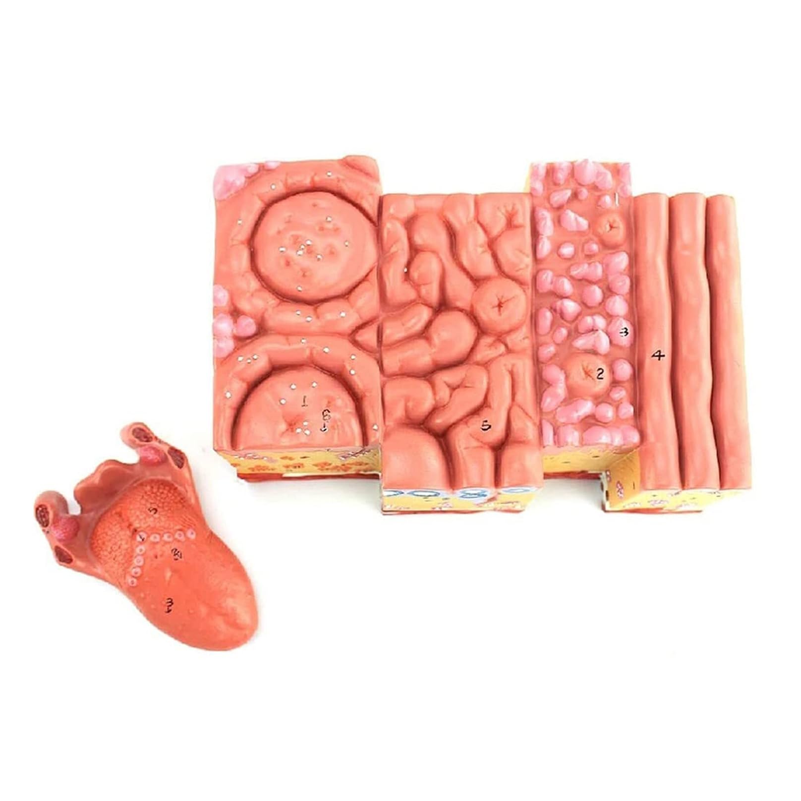 Modèle D'anatomie De La Langue Anatomie De La Cavité Orale Et De La