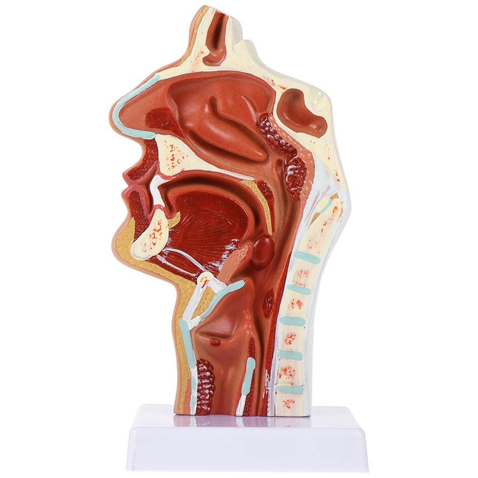 Oral Cavity Anatomy Model Oral Cavity | Anatomy.app