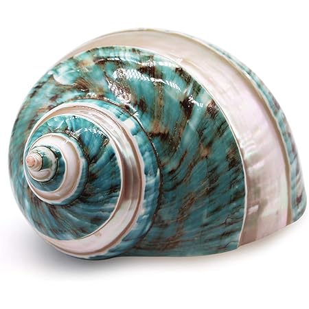 Amazon.com: Hermit Crab Shells | Turbo Shells | 1 Brown, 1 Banded, and ...