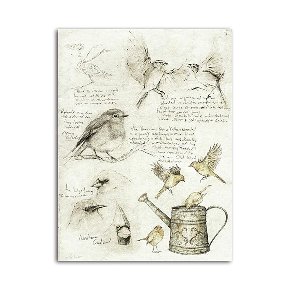 Sparrow Anatomy