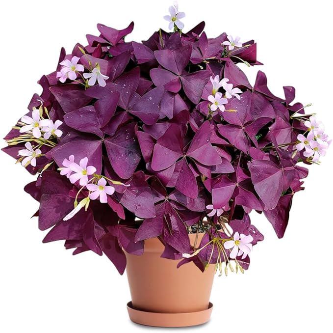 Amazon.com : 20PCS Purple Shamrocks Bulbs Good Luck Plant Oxalis Bulbs ...