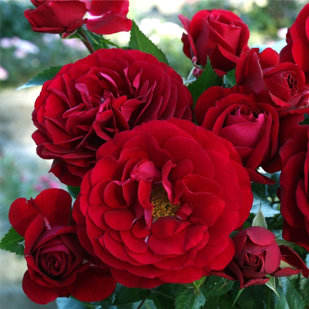 Amazon.com : Heirloom Roses Rose Plant - Sweet Spirit™ Red Rose Bush ...