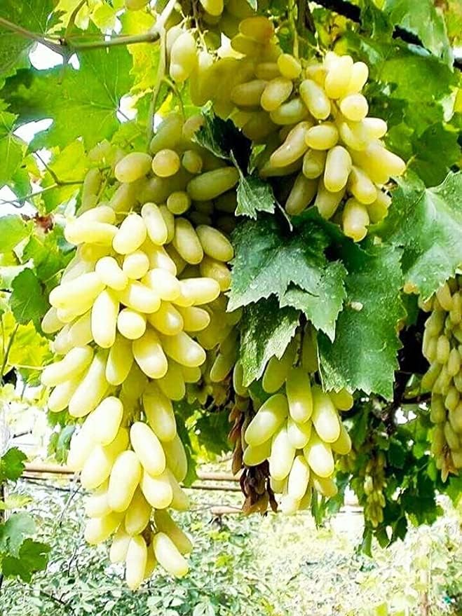 NANDINI GARDEN Sweet Green Grape Fruit Air Layered plant, Angoor Plant ...