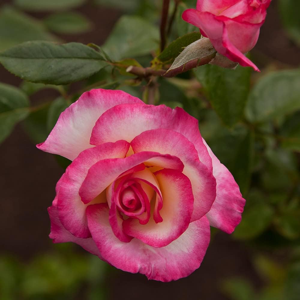 Amazon.com : Heirloom Roses Rose Plant - Pink Parfait Pink Rose Bush ...