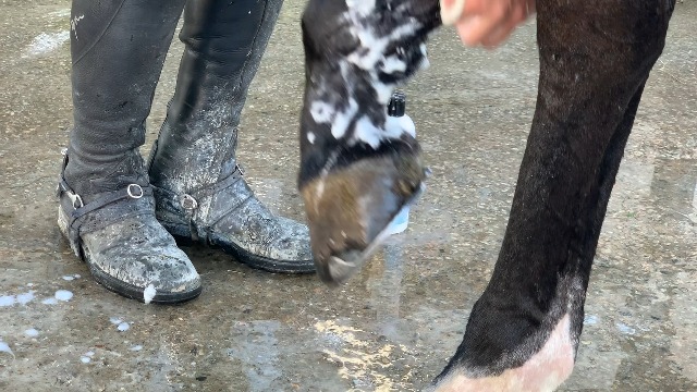 Watch Applying Banixx Shampoo in Horse's Leg on Amazon Live