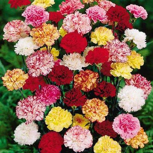Urban Turtle Carnation Mixed Seeds (Open pollinated) | Sow and Grow ...