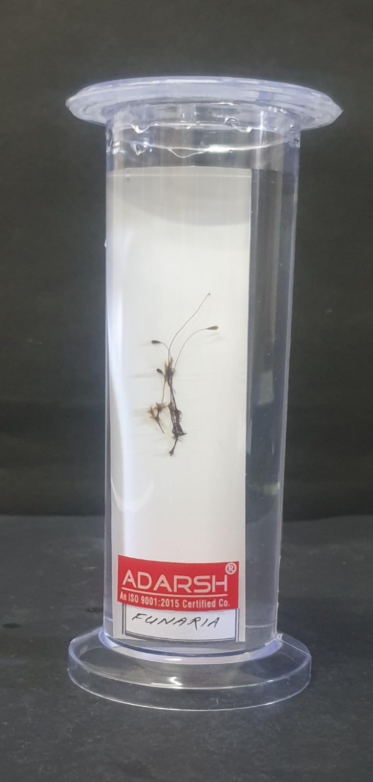 AI - Botany Specimen Funaria in Acrylic Jar/used for teaching purpose ...