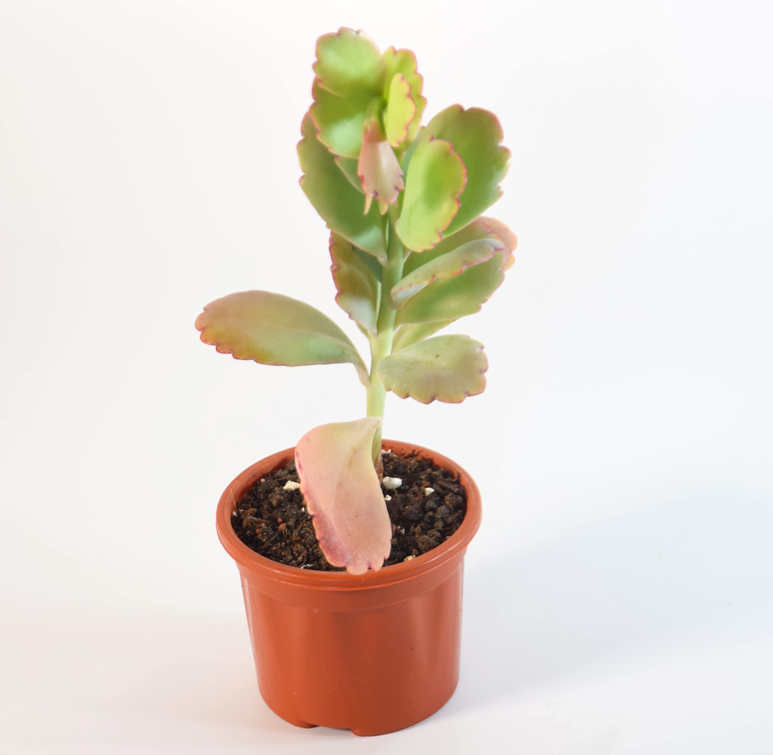 Lavender Scallops Kalanchoe Fedtschenkoi (Lavender Scallops) World