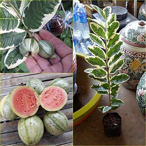 Rare Live Fruit Plant - Dwarf Rare Exotic" Variegated guava" plant (1 ...