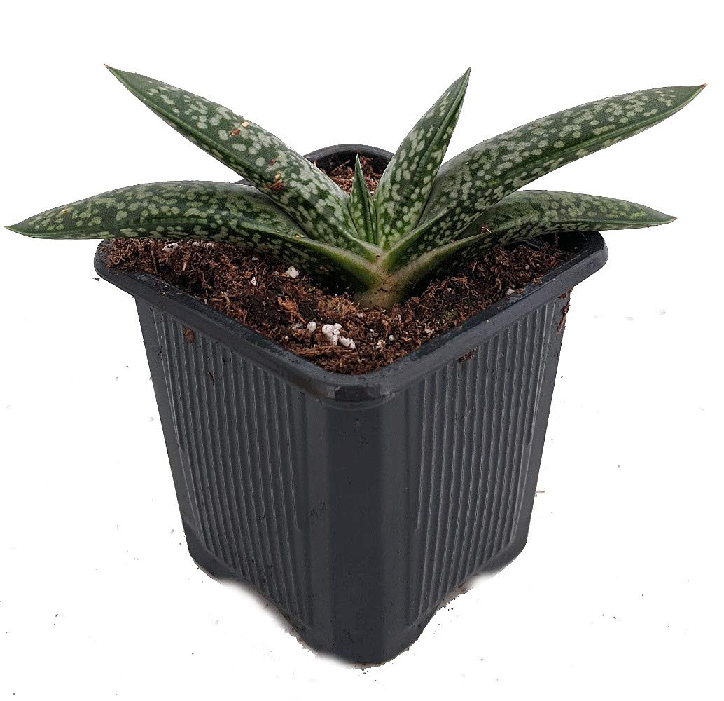Amazon.com : Dwarf Ox Tongue Succulent Plant - Gasteria Bicolor VAR ...