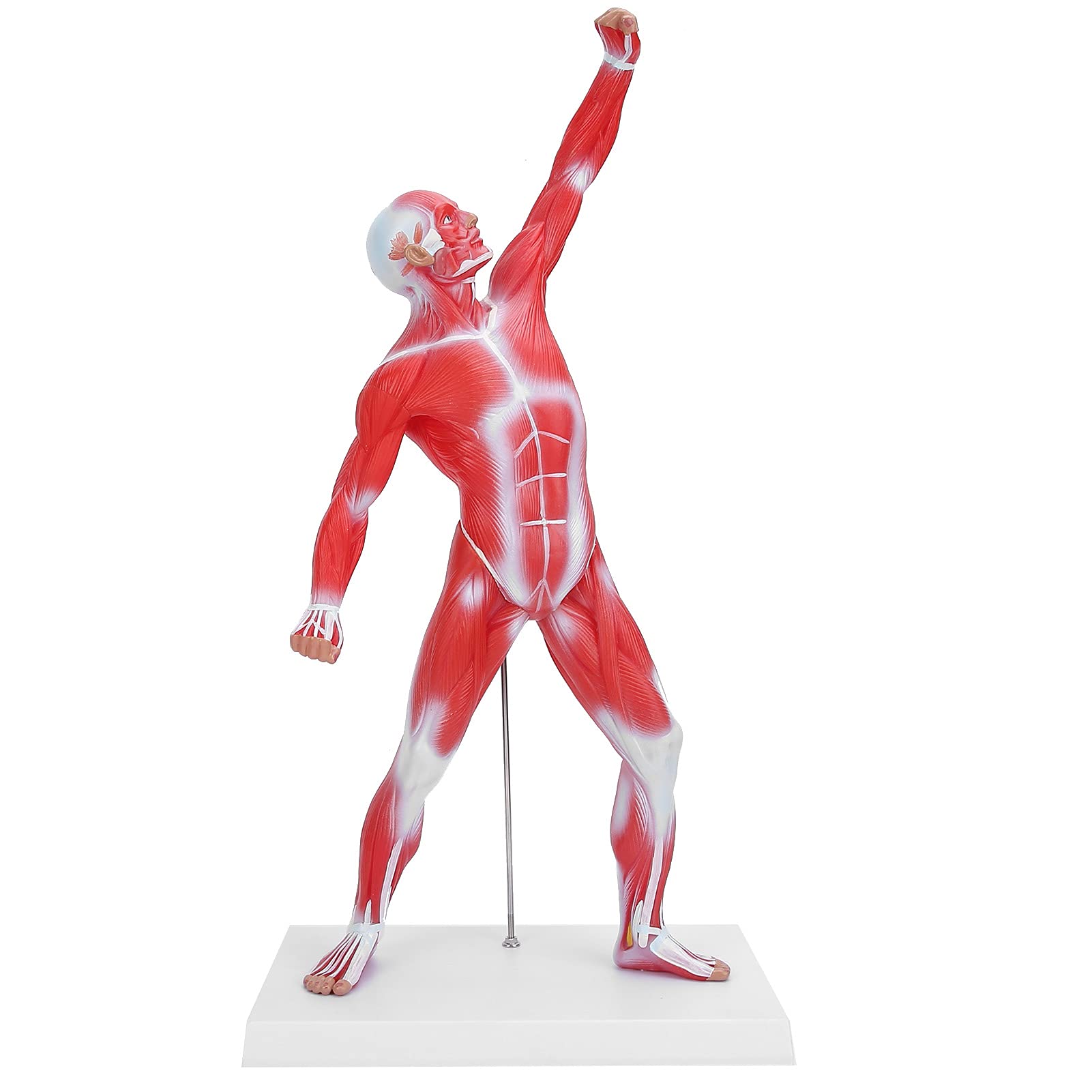 Buy HURRISE Muscles Model, Professional Body Muscle Structure Model ...