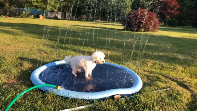Watch Dog Splash Pad on Amazon Live