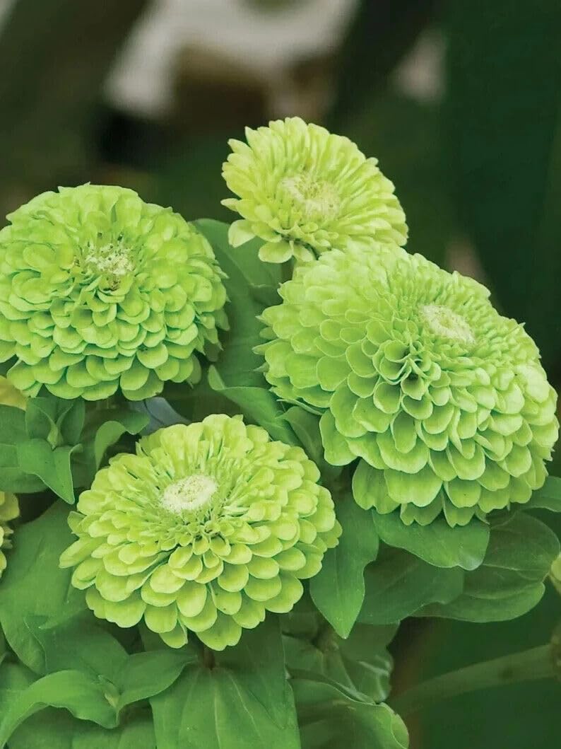 Amazon.com : 100+ Giant Zinnia "Envy" Green Flower Seeds elegans Lime ...