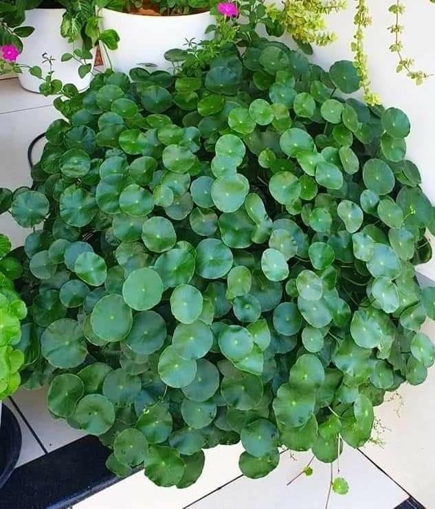 GreenCaart Coin Plant/Chinese Lucky Money Plant, Air Purifying Indoor ...