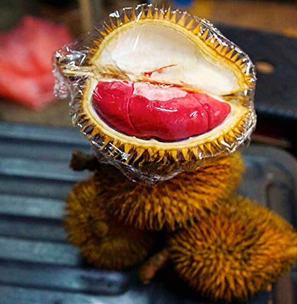 Ohhsome Gardens Dwarf Red Fleshed Durian Fruit Plant Durio Zibethinus ...