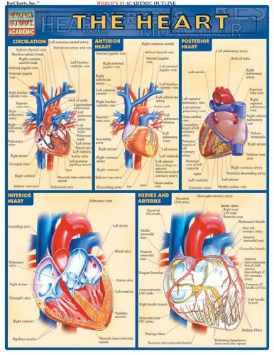 Complete Human Anatomy Quick Reference Study Guide Set: The Heart ...