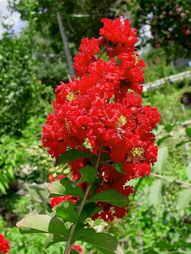 AnmolGarden Furush Red Colour Live Plant "Lagerstroemia indica" Furus ...