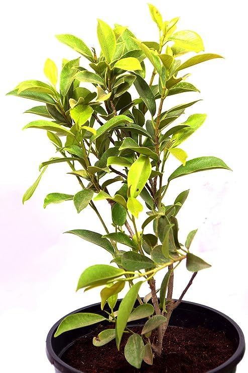 BABAJI PLANT Real Live Plants Ficus Panda, Ficus truncata Pila Panda ...