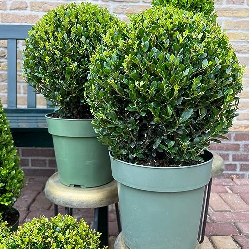 Buchsbaum Balkon – Die 15 besten Produkte im Vergleich - Hausbauberater ...