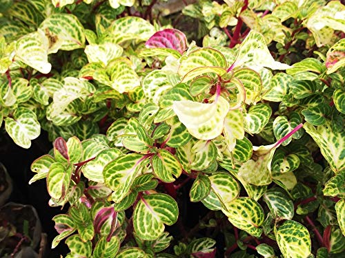 Iresine - How to grow & care