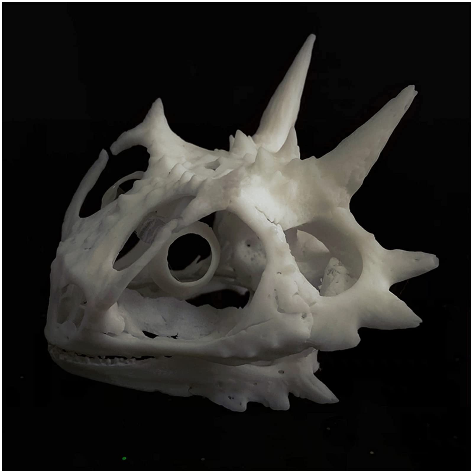 Horned Lizard Skull