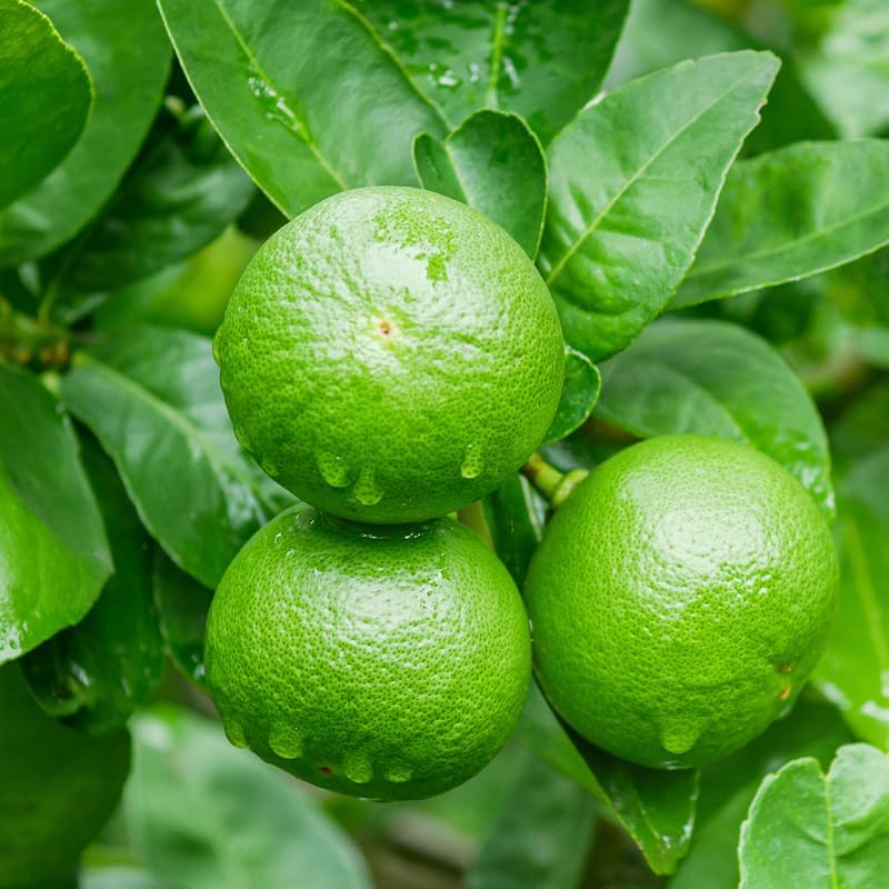 Amazon.com : Green Lime Tree Live Plant, Lime Tree from 2 Feet Tall in ...