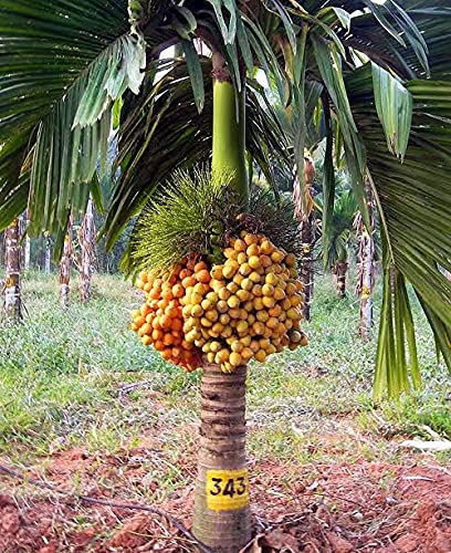 Redwingz Asam Live Palm Tree Areca Catechu Supari Arecanut Betel Plant ...