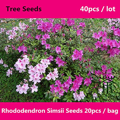 Azalea Simsii – Die 15 besten Produkte im Vergleich - Hausbauberater ...
