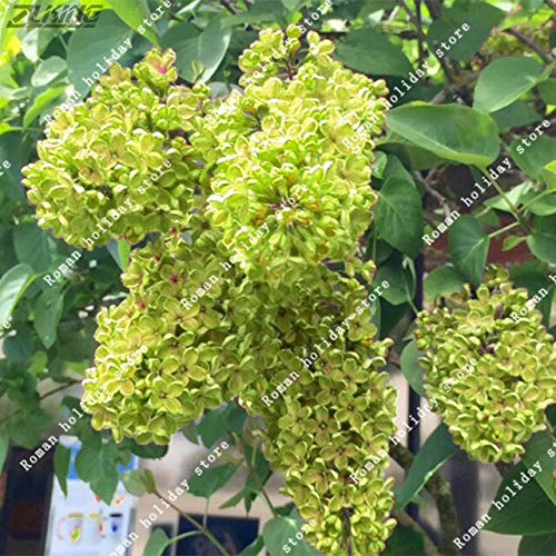 65Pcs Colour Lilac Wedding Diy Elegant Clove Flower Mix Popular ...