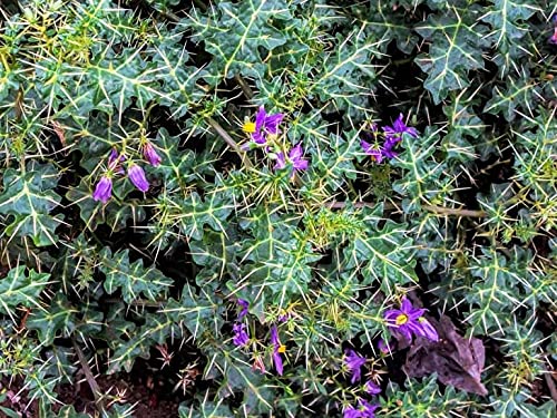 HERBALISM Kateli Oonth Kateli Kantakari Solanum virginianum Living ...