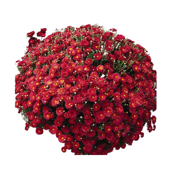 Chrysanthemum (Sevanti, Shevanti) Flower Seeds Mixed Seed (60 per ...