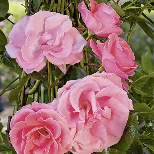 Climbing rose the best 2024 - buy test & comparison cheap