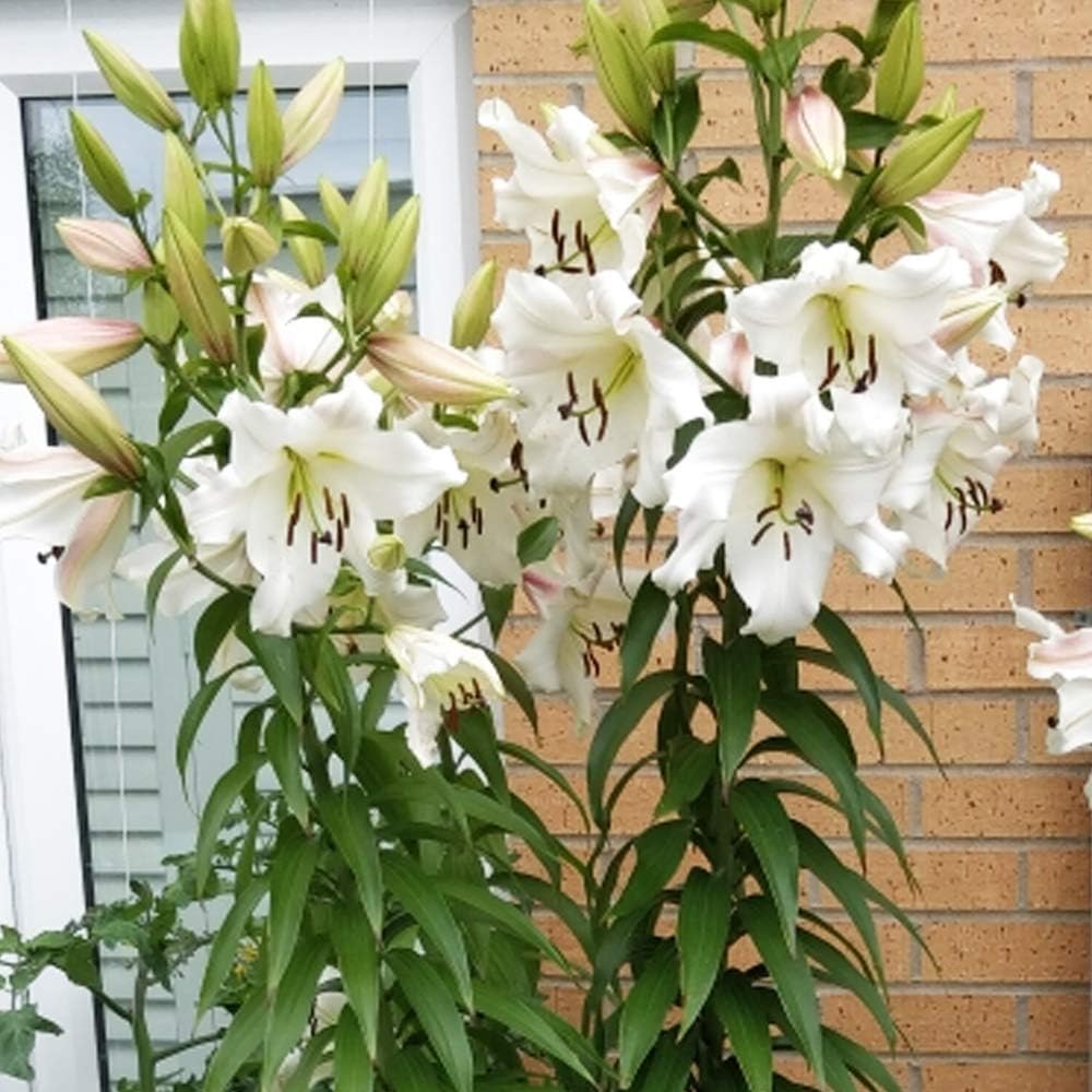 2 x Lily Pretty Woman ‘Like a Tree’ - Giant Lilies – Upto 10 Flowers ...