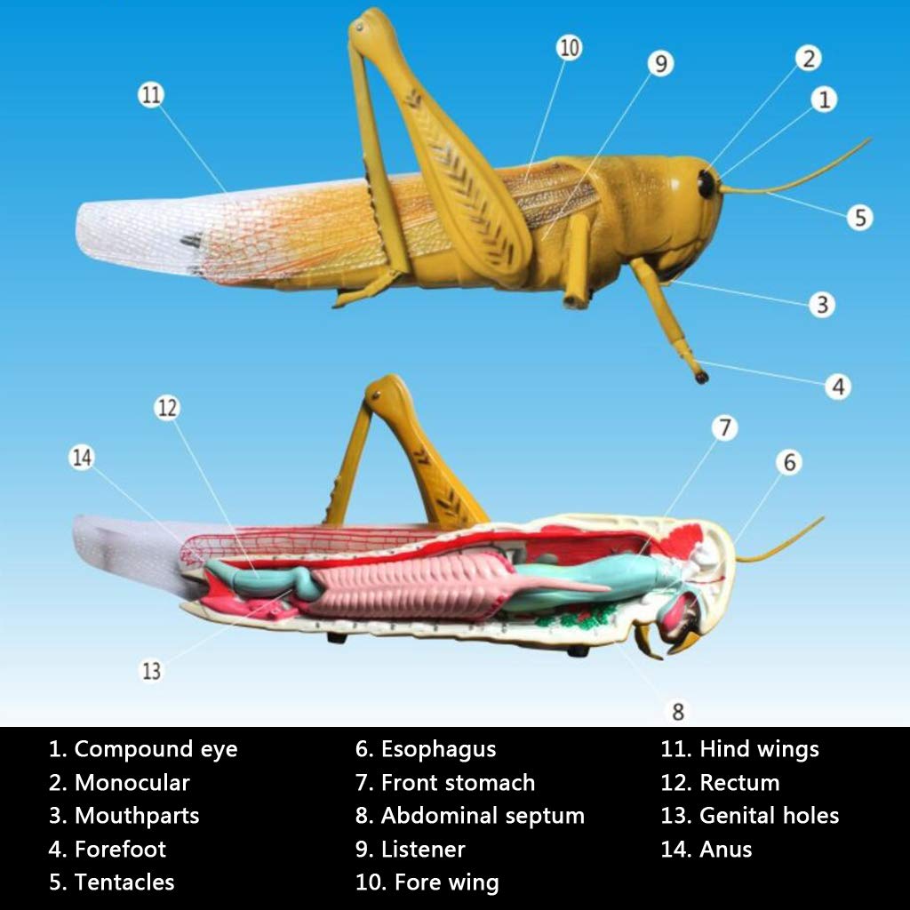 Hand-painted Locust Model Eisco Labs Locust Dissection Model - Enlarged ...