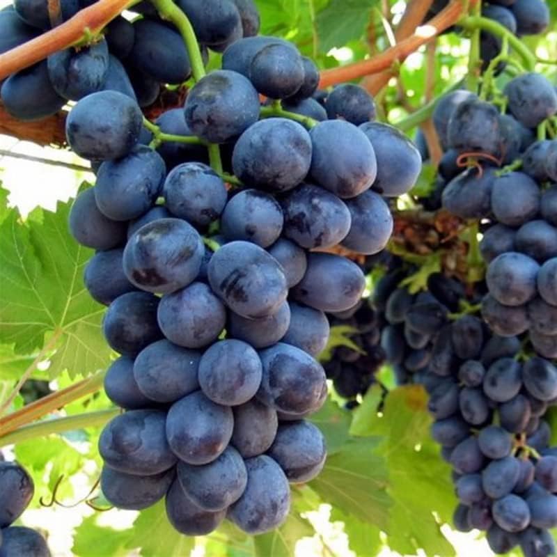 Planta de vid de uva negra sin semillas, maceta de 2.5 pulgadas ...