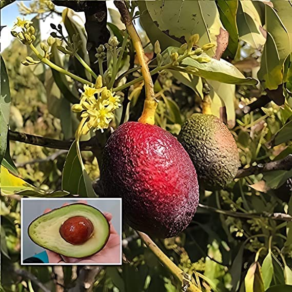 Avocado Miami Red variety Butter Fruit Grafted Live Plants & Tree(1-1.5 ...