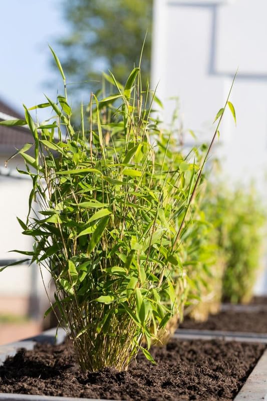 All Season Golden Chinese Bamboo Pack of 1 : Amazon.in: Garden & Outdoors