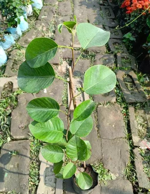 NEW DEBNATH NURSERY` Red Sandalwood Lal Chandan Tree Live Plant Healthy ...