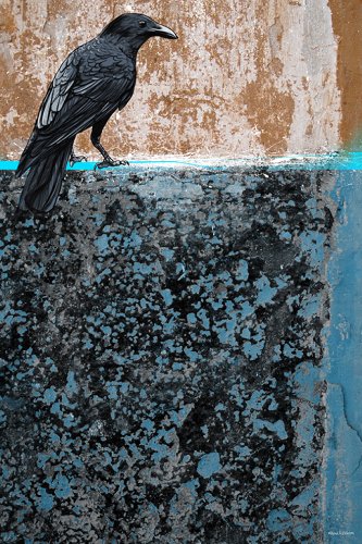 Maxwell Dickson Crow-40x60"Crow" Bird Drawing Artwork Canvas Art Print ...