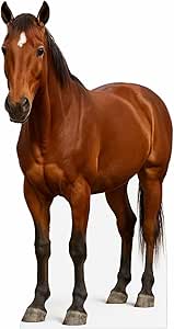 Amazon.com: Horse 2FT Life Size Cardboard Cutout – A Fun Animal Standup ...