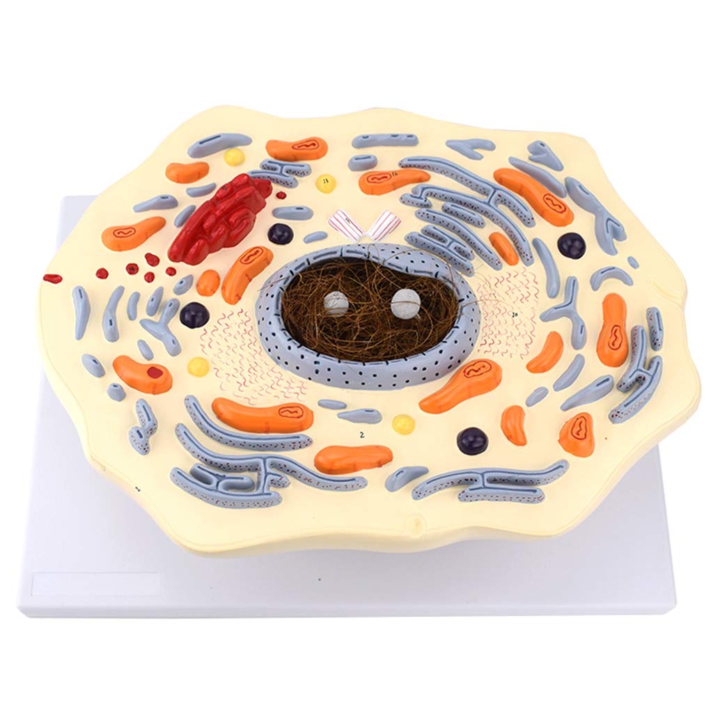 Buy LUCKFY Scientific Human Anatomy - Animal Thin Chest Model Animal ...