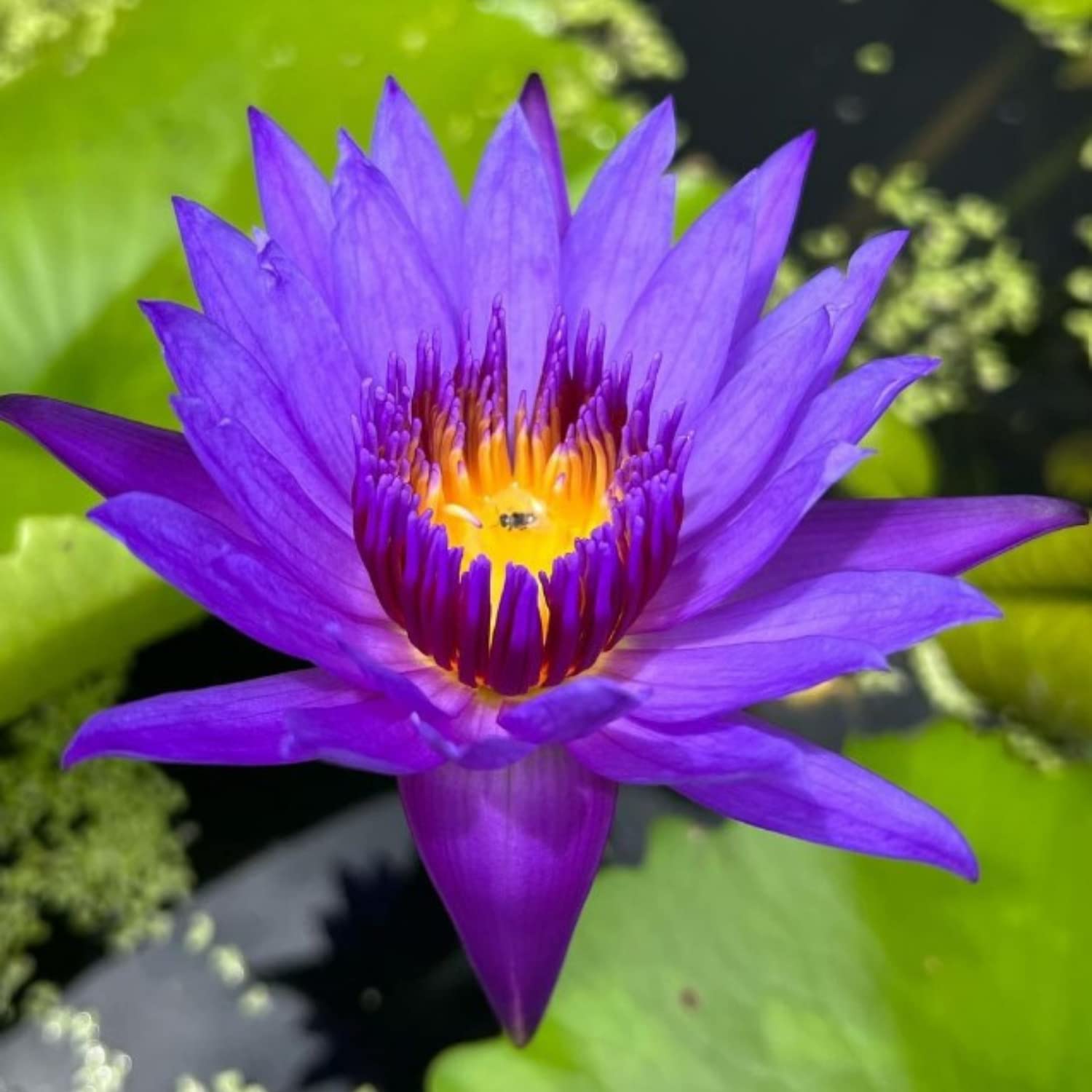 Amazon.com : Mainam Mix Colorful Tropical Water Lily Tuber Live ...