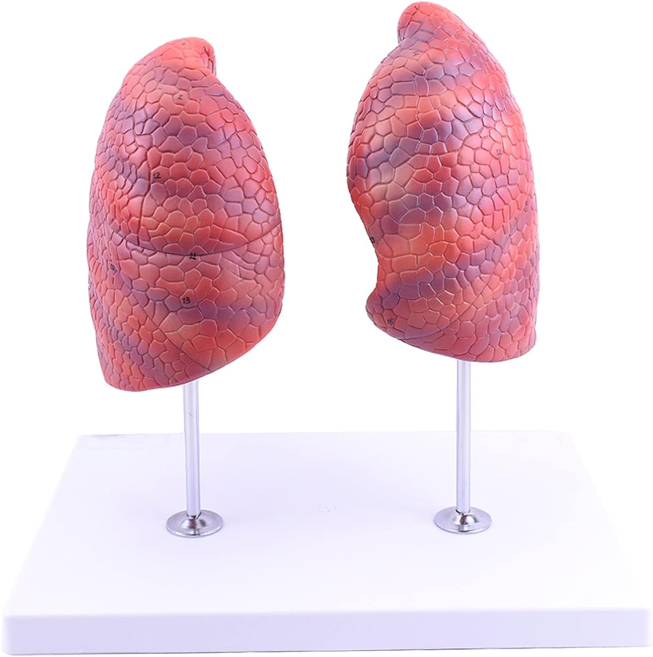 Amazon.com: KH66ZKY Respiratory System Anatomical Model - Human Lung ...