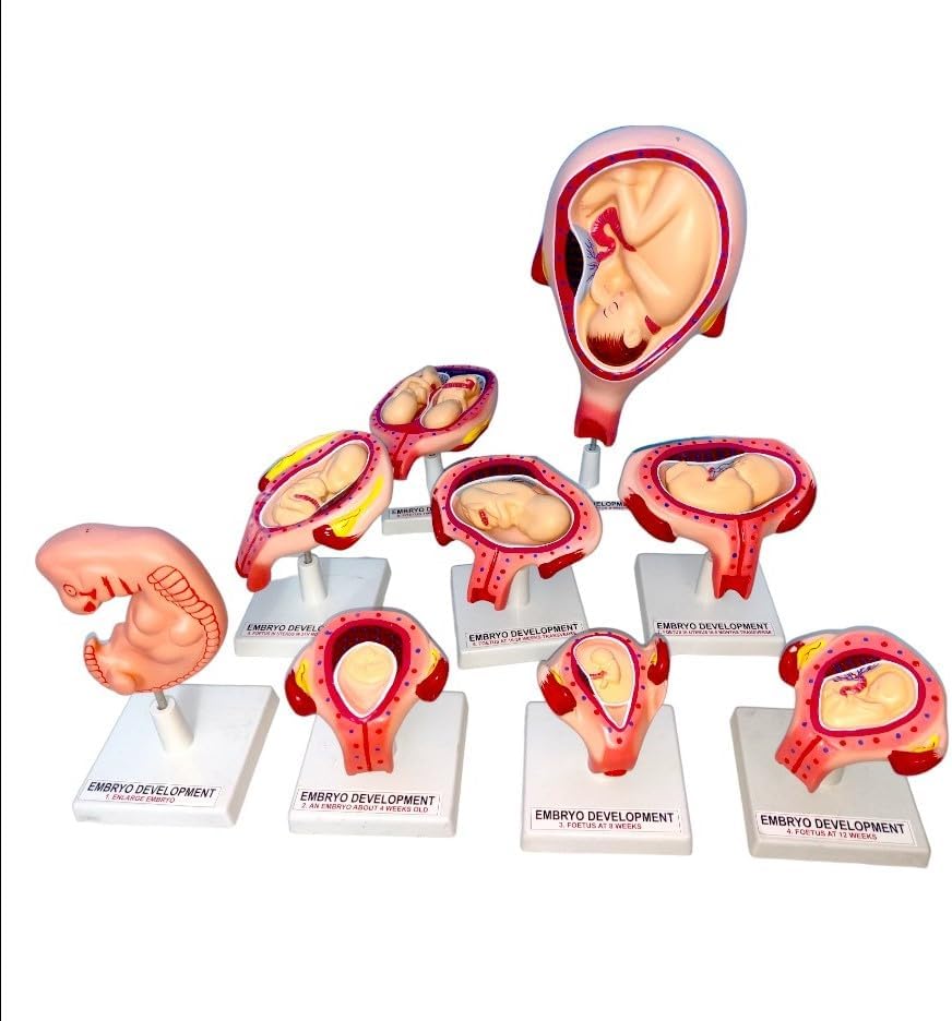 RH ENTERPRISES- Complete Set of 9 Lifesize Human Embryo and Fetus ...